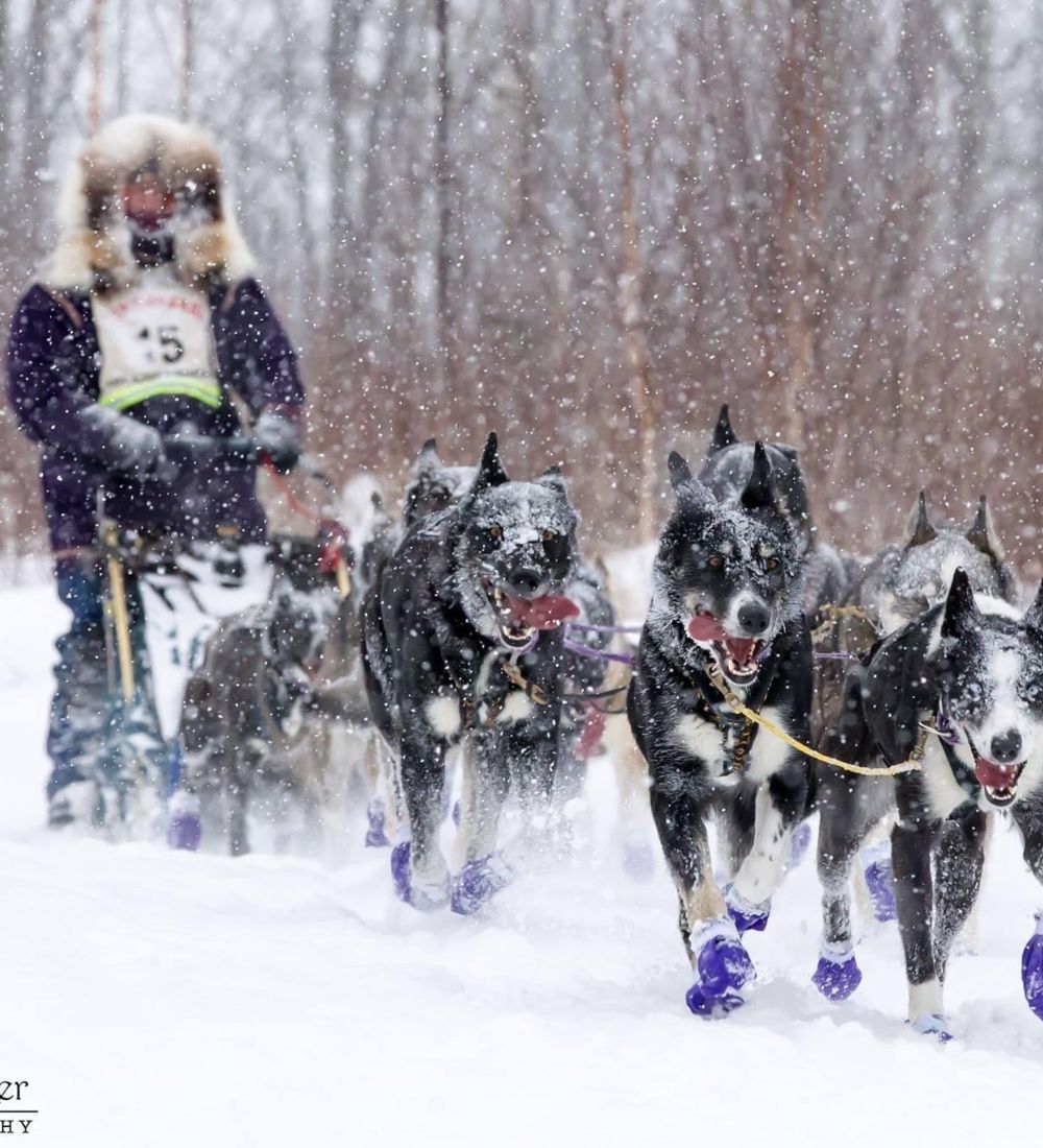 Veterinarian In Fairbanks, AK | Golden Heart Vet Services